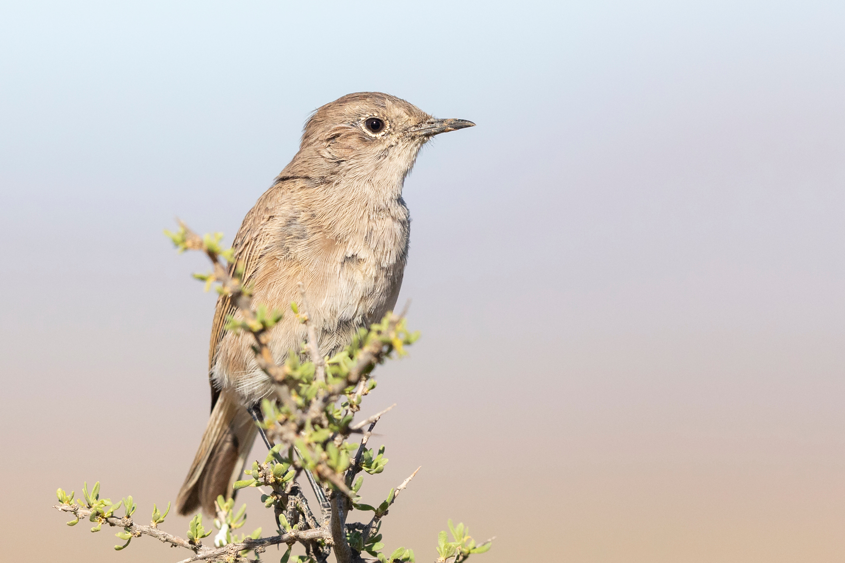 Karoo Chat | wonderofbirds